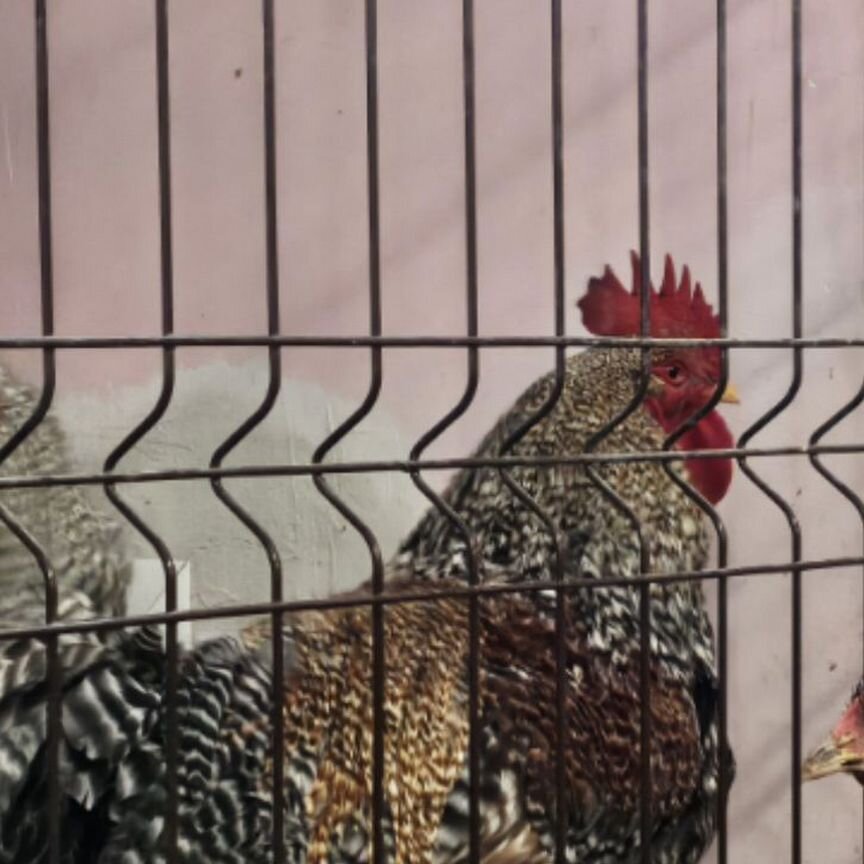 Куры петухи