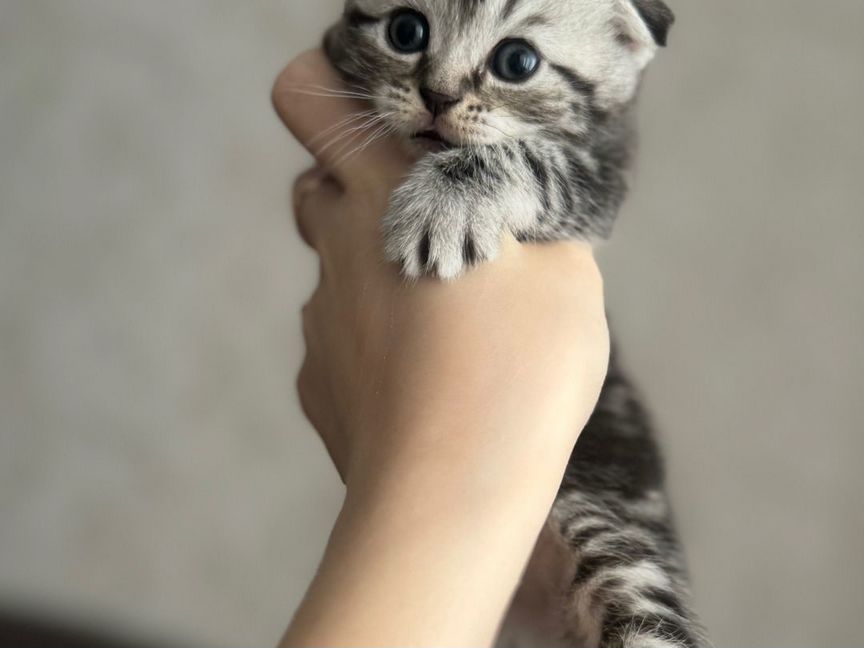 Шотландские котята