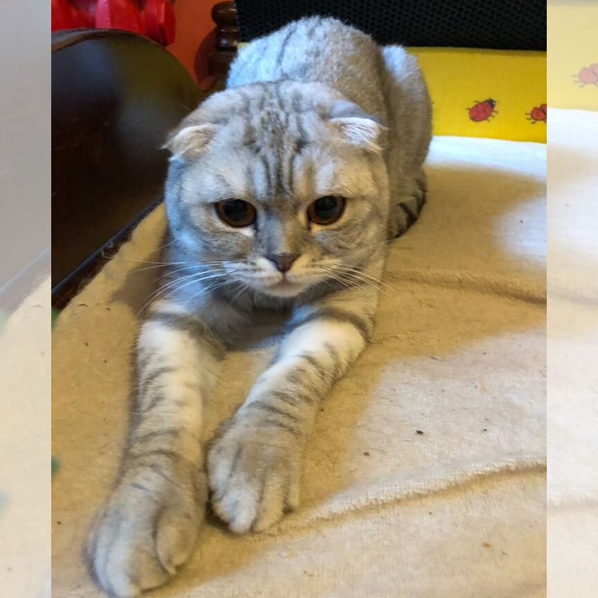 Нестерилизованная кошечка девочка 2,5 г 1 раз котя