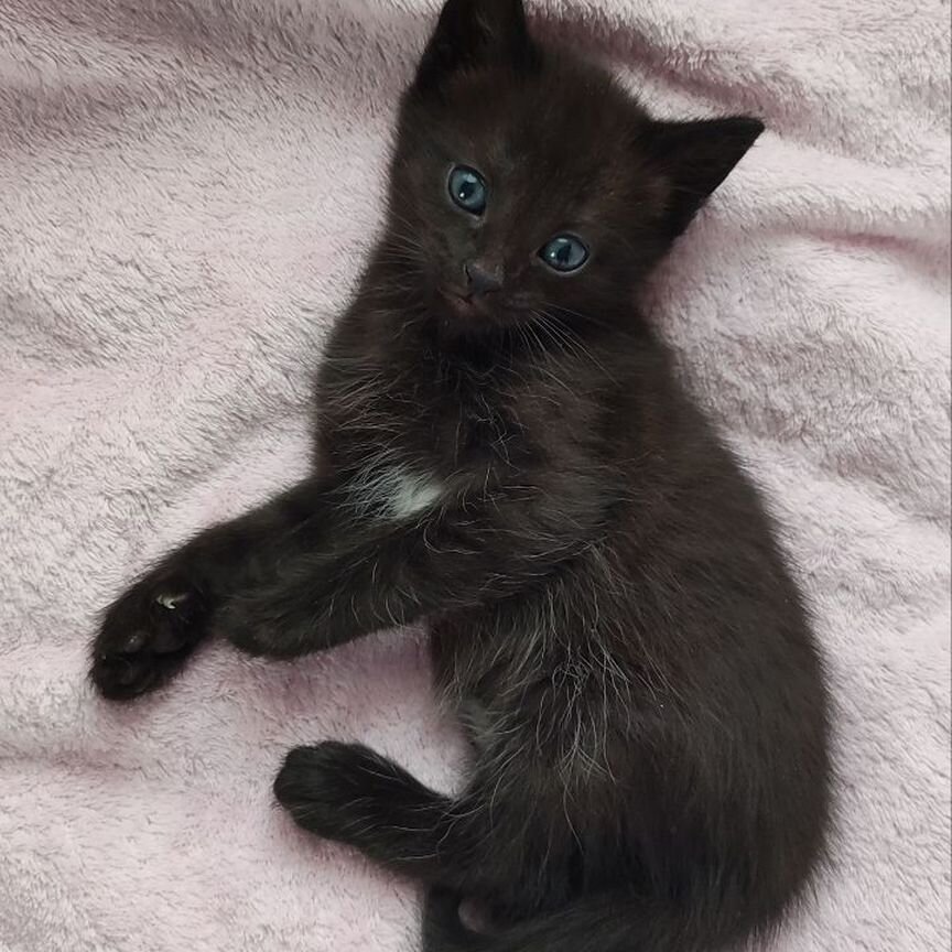 Котята мальчики