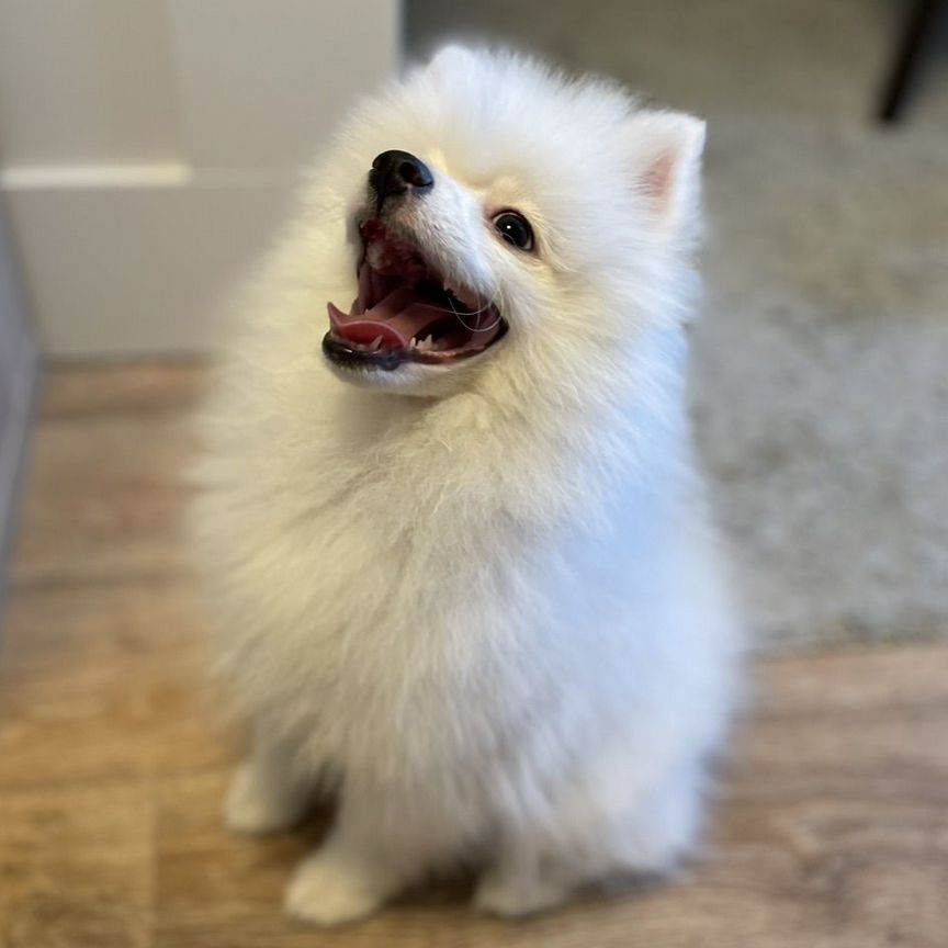 Померанский шпиц, щенок