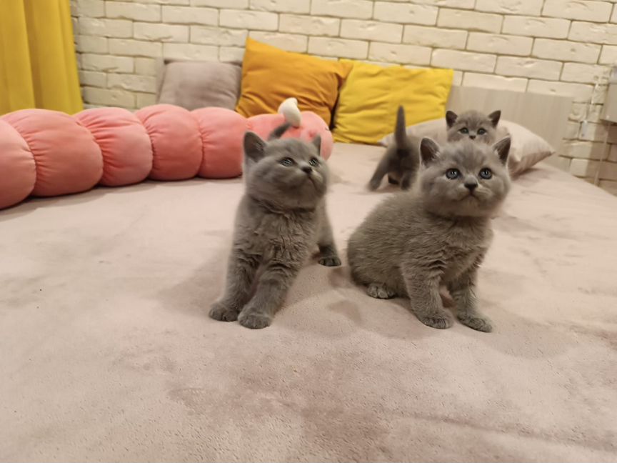 Британские котята