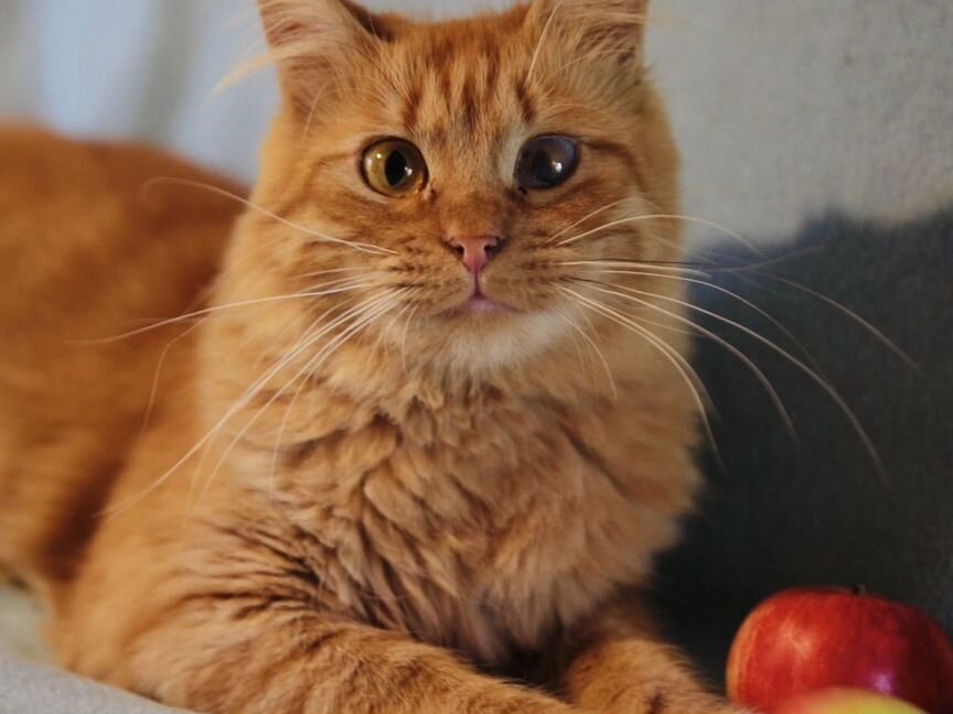 Рыжий котик 8 мес