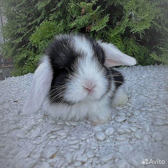 Миниатюрный кролики с доставкой