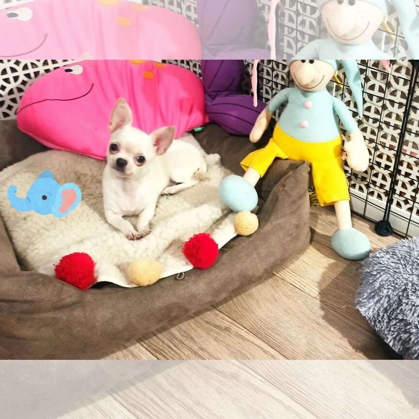 Чихуахуа, щенок