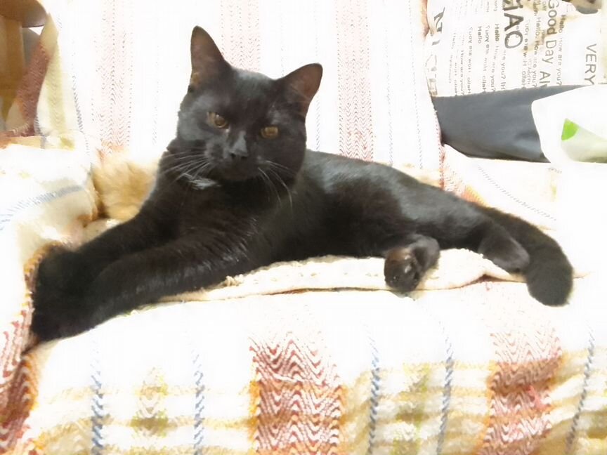 Чёрный кот