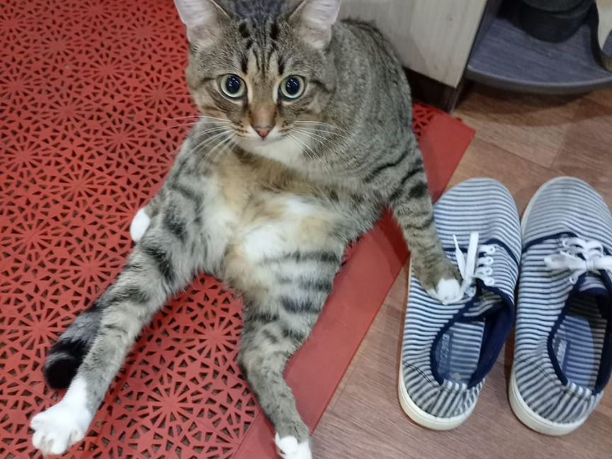 Кот феликс