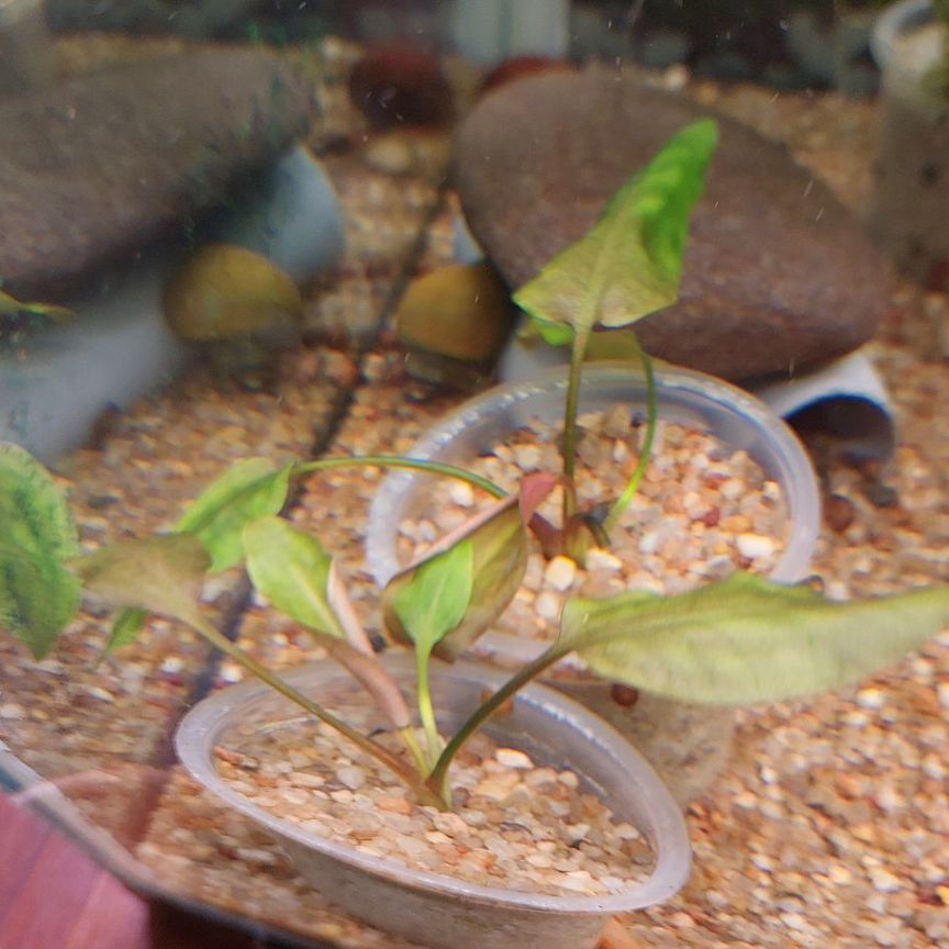 Криптокарина крупнолистная