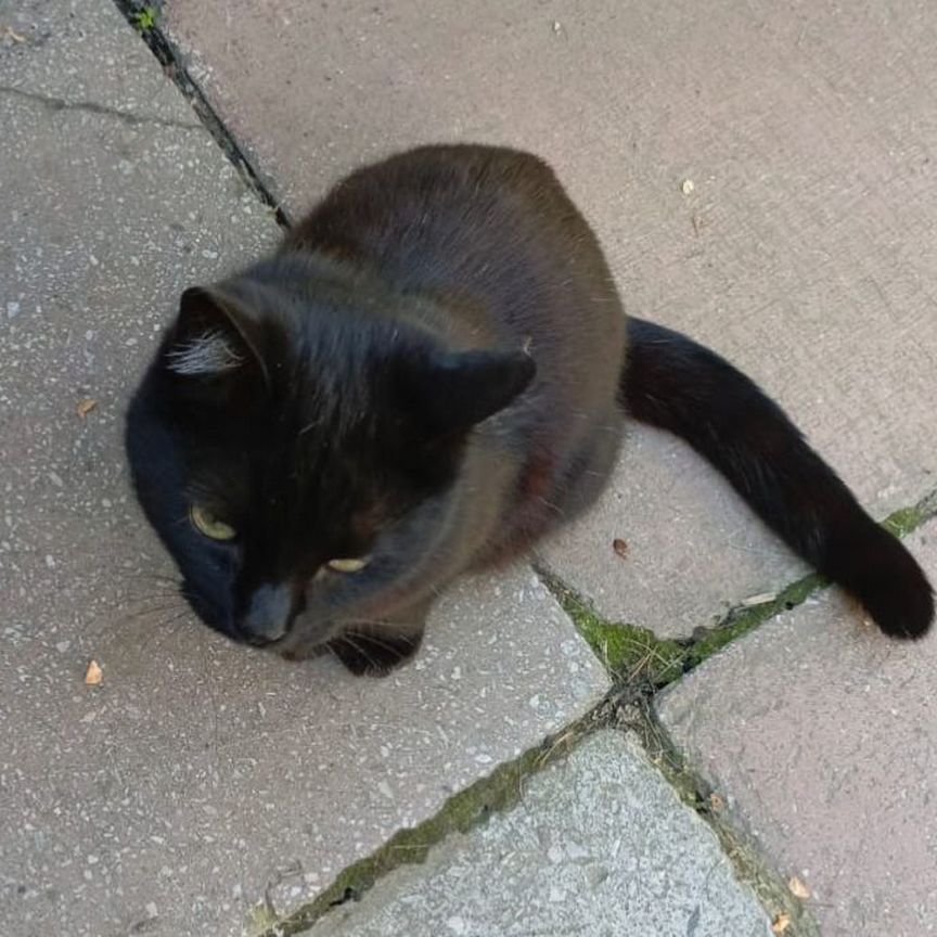 Взрослая, Девочка кошка в добрые руки