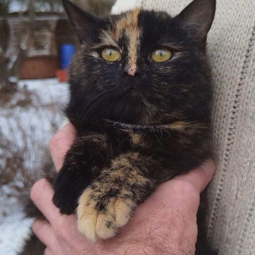 Бездомный котенок