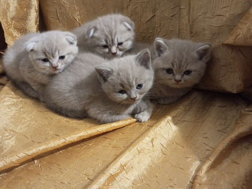 Шотландские котята