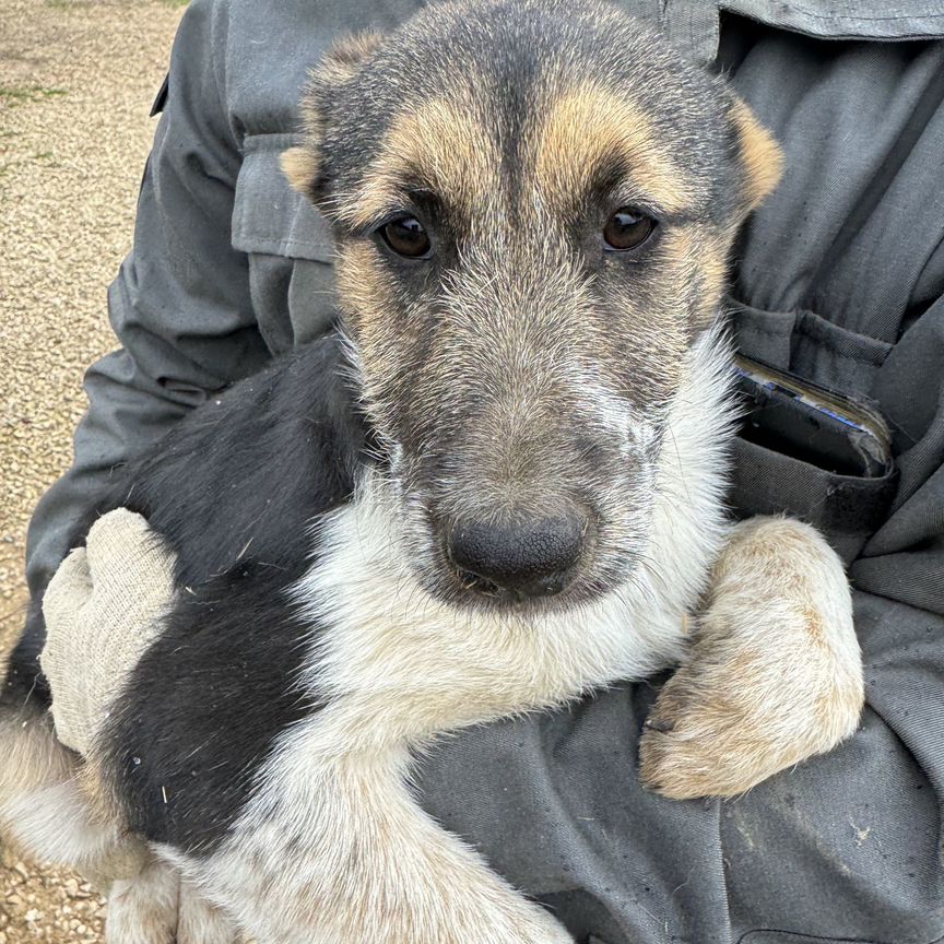 Ефимушка - щеночек из приюта ищет дом, в дар