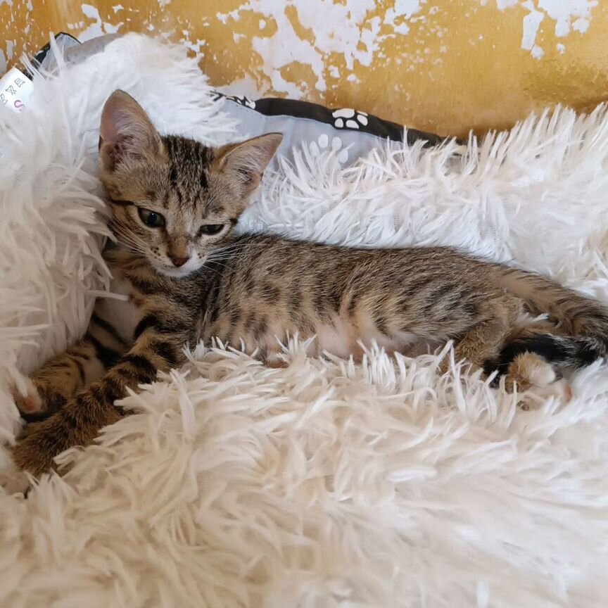 Котёнок в добрые руки