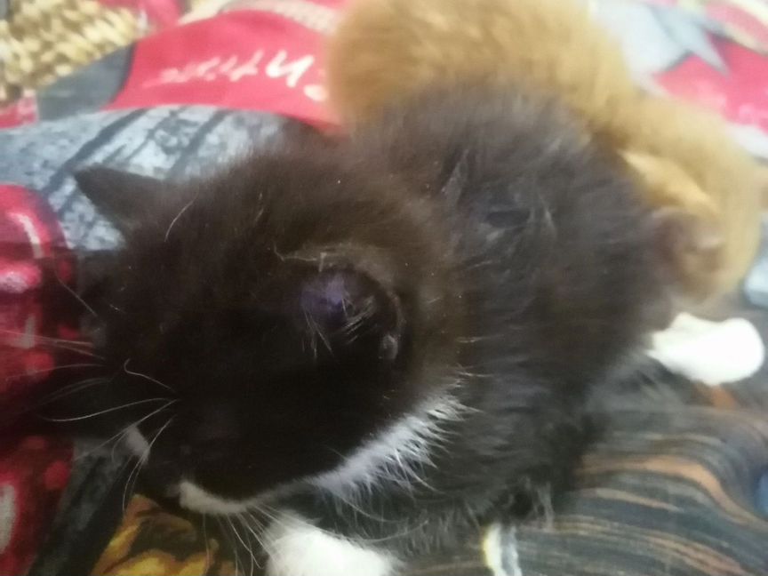 Котята
