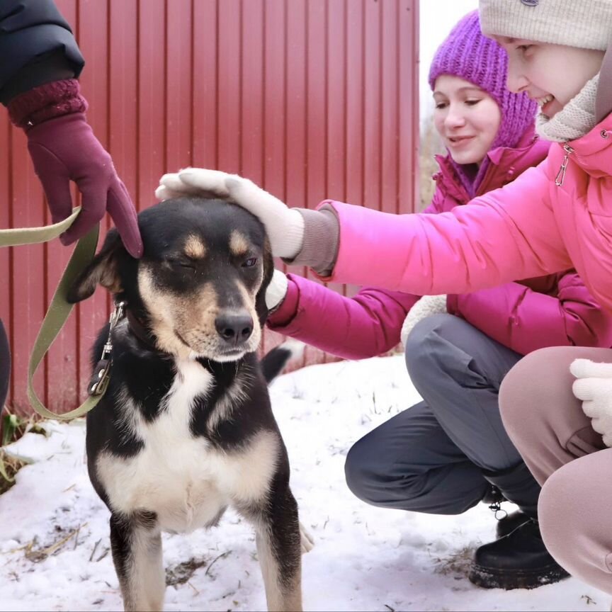 Собака в добрые руки