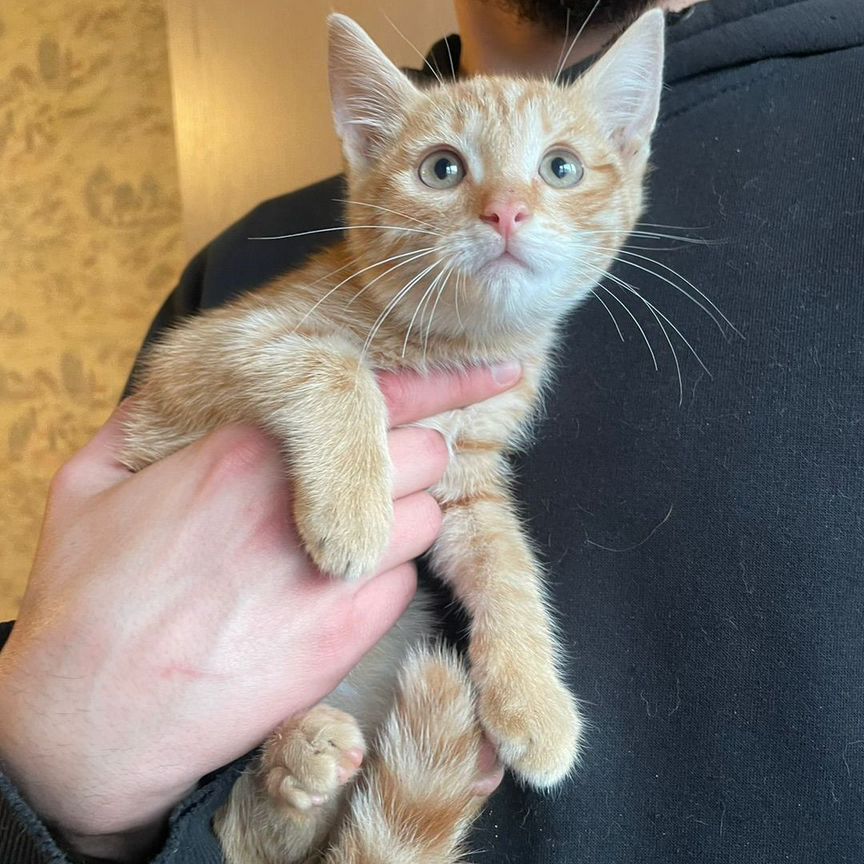 Котенок в добрые руки