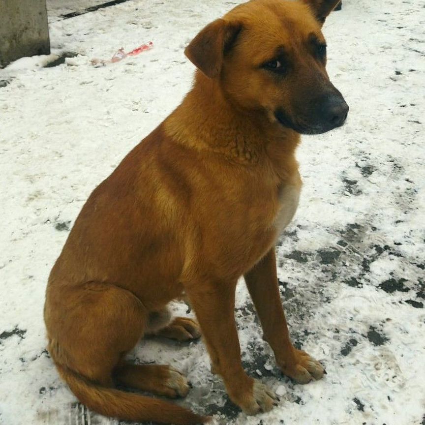 Собака в добрые руки