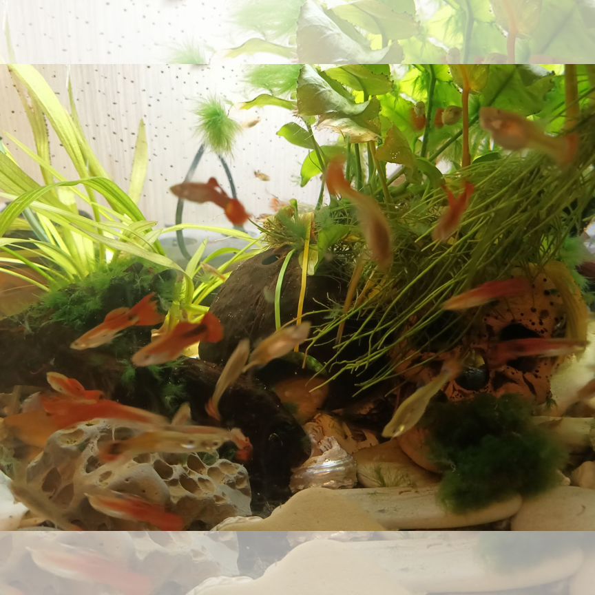 Рыбки гуппи