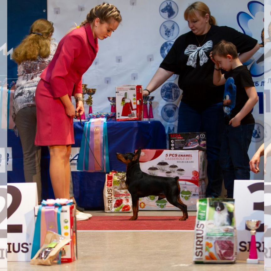 Цвергпинчер, вязка