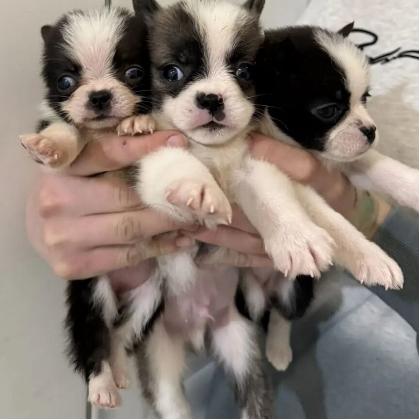 Чихуахуа, щенок