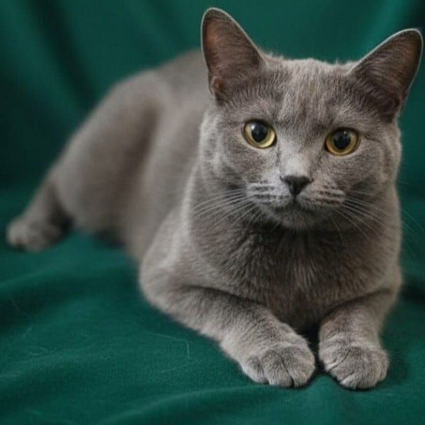 Британская короткошёрстная, взрослая кошка