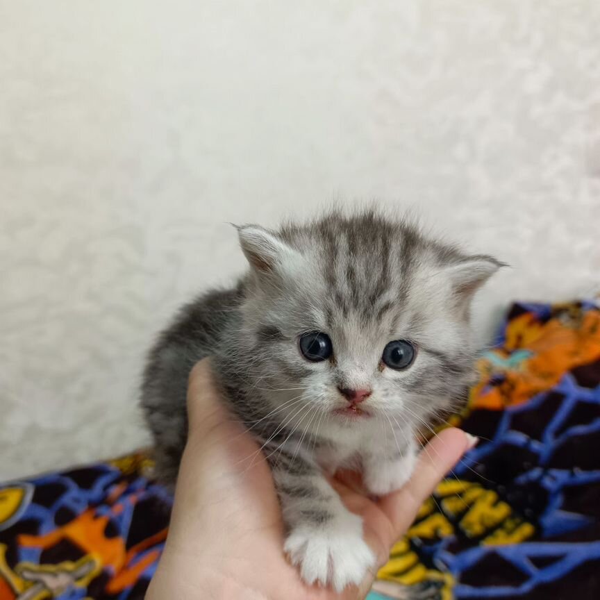 Шотландская