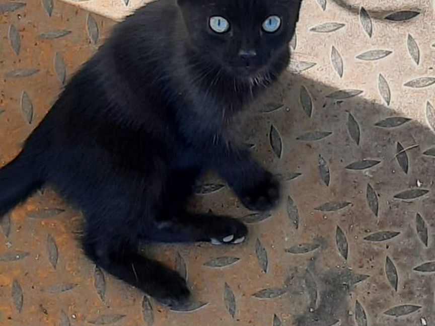 Котик ищет дом