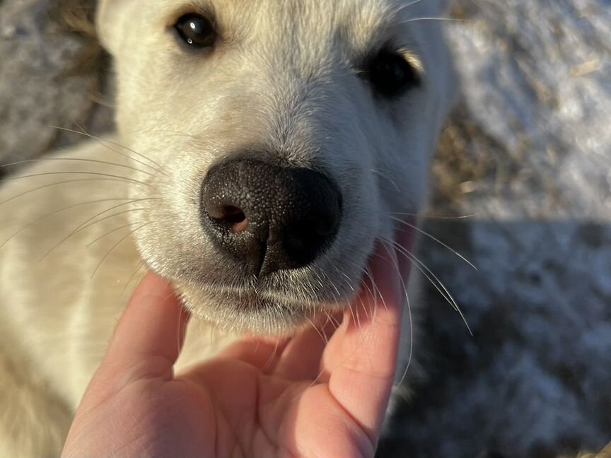 Щенки ищут дом