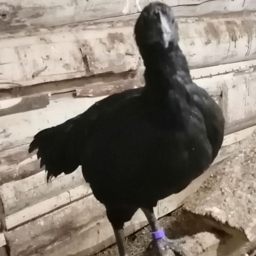 Петухи Аям Цемани