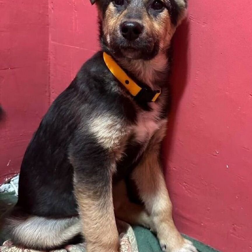 Щенок -метис,девочка 4 мес в добрые руки