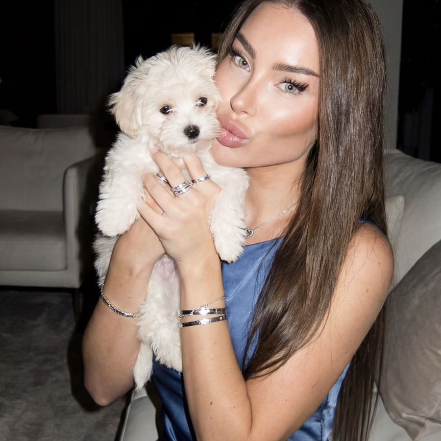 Мальтипу, щенок