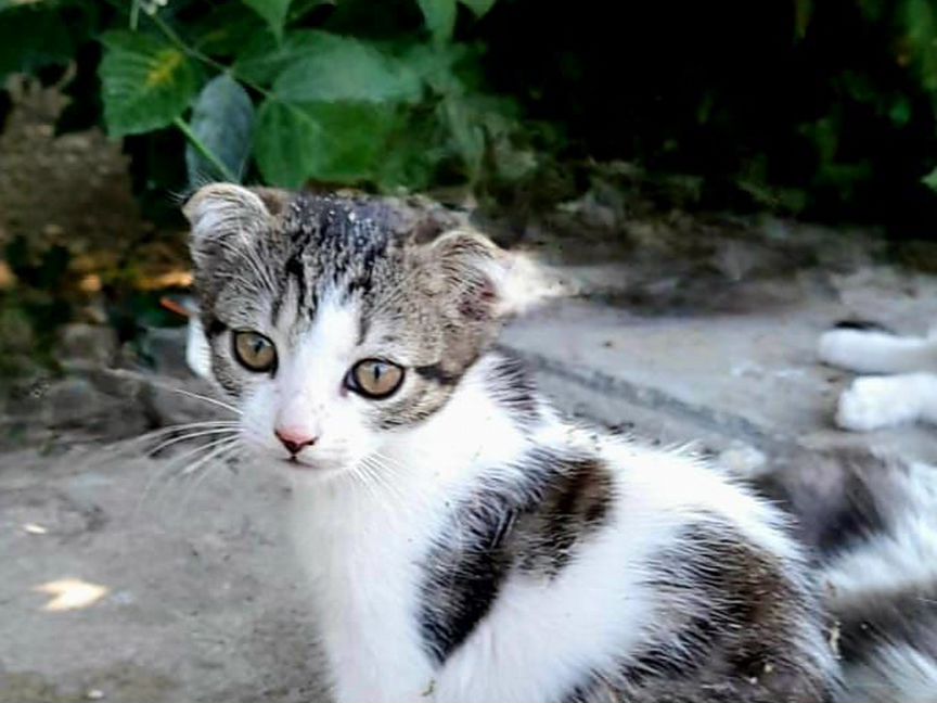 Котенок
