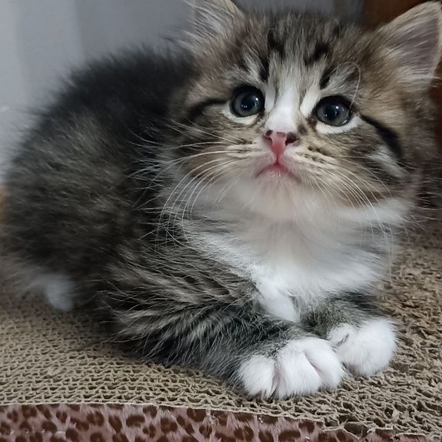 Сибирский котёнок