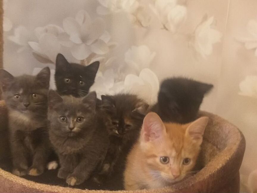 Котята, мама британка, папа мейкун