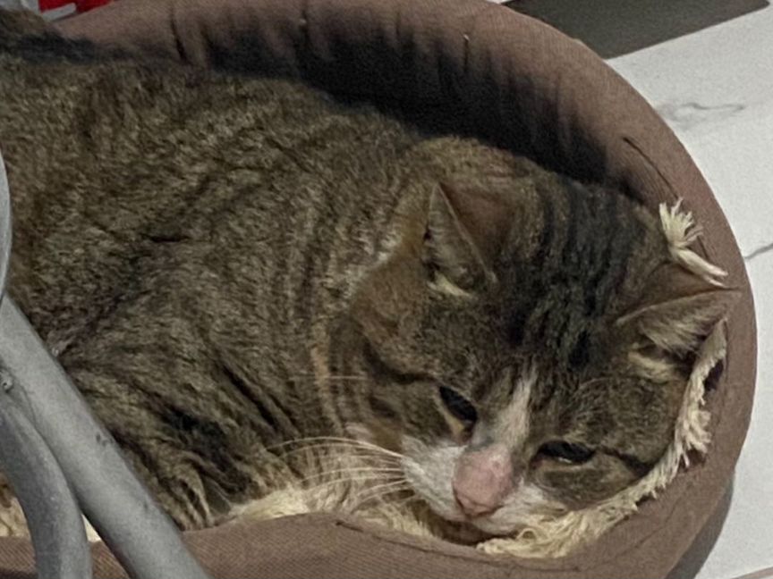 Кот в добрые руки