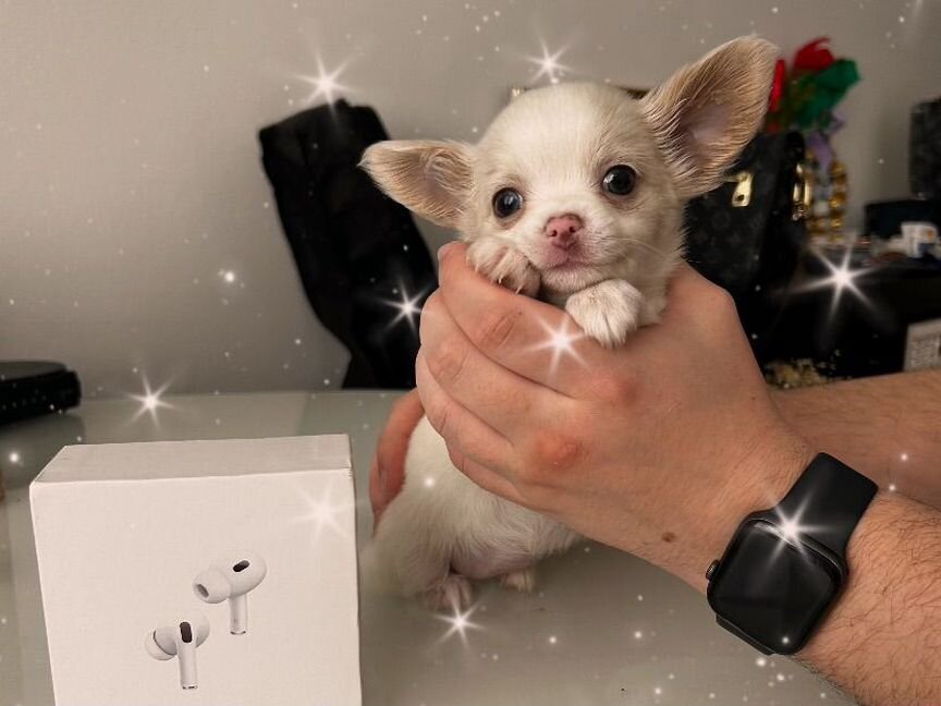 Cream mini Chihuahua Girl / Мини девочка дш