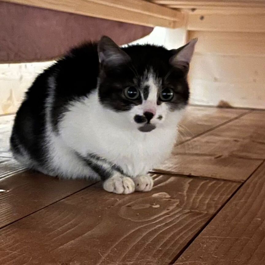 Отдам в добрые руки котенка мальчика