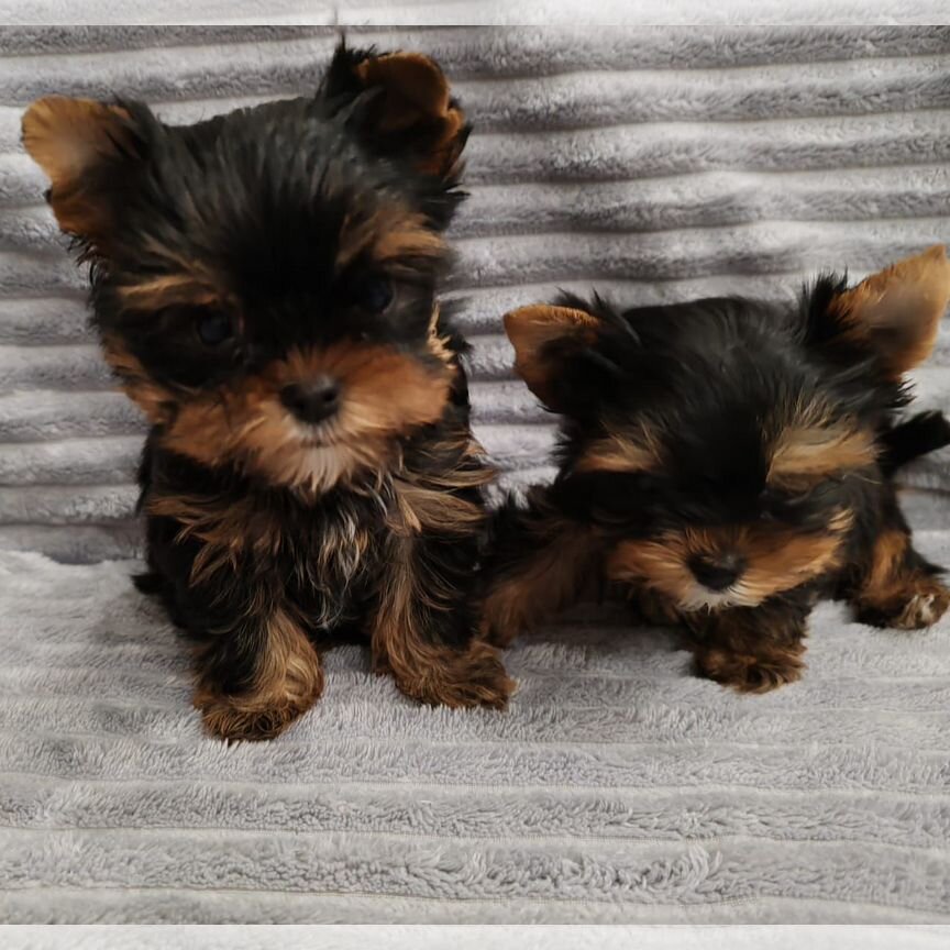 Щеночки на ладошке