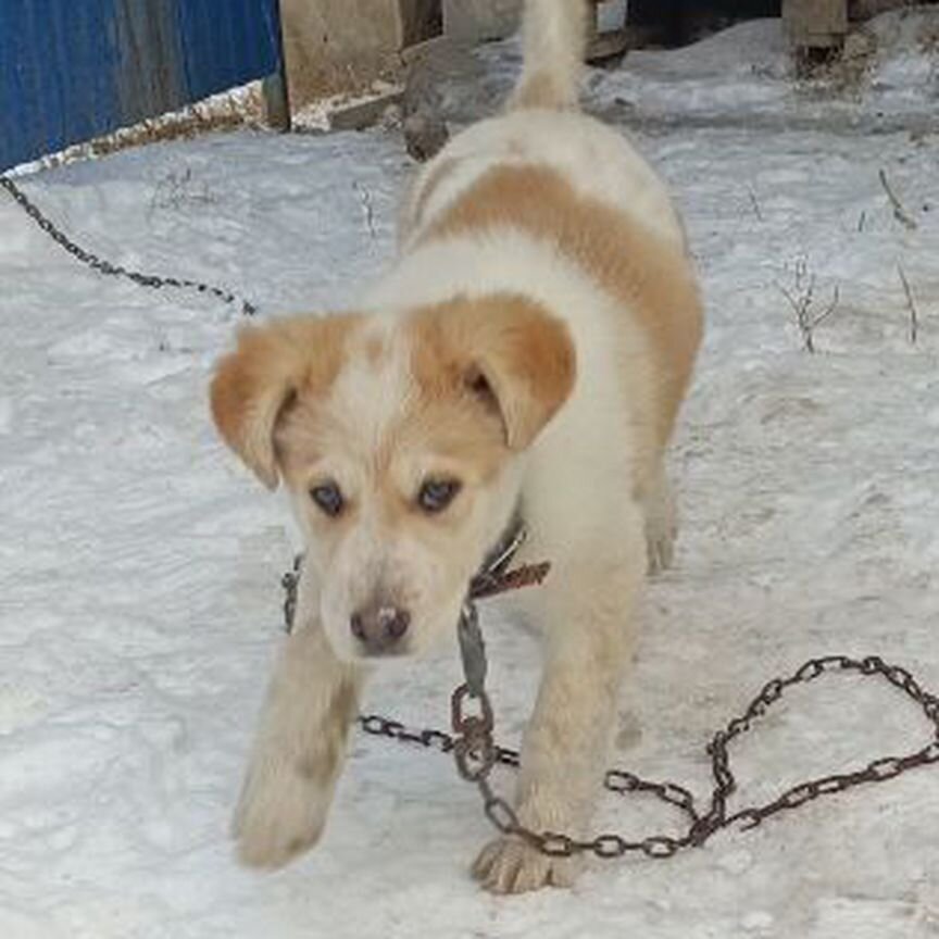 Собака алабай щенок