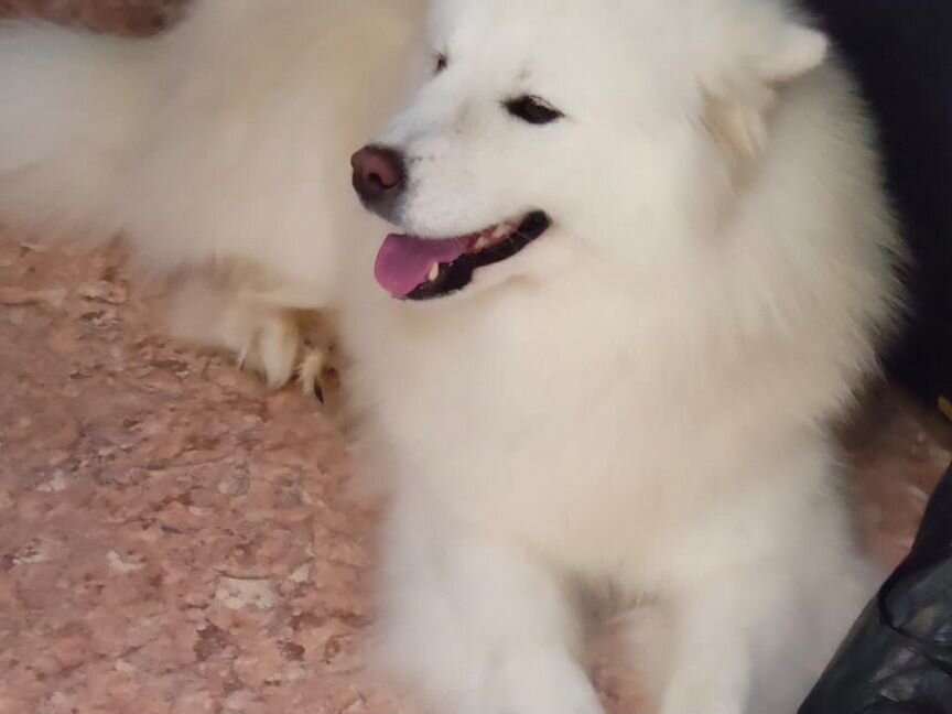 Продам собаку