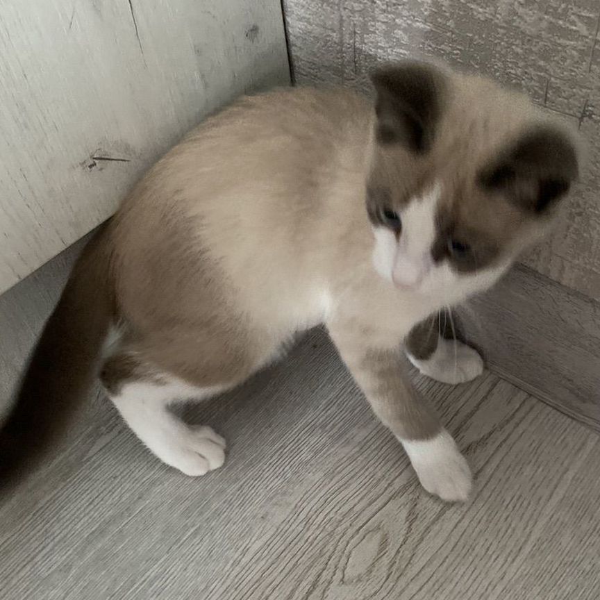 Сиамский котенок мальчик