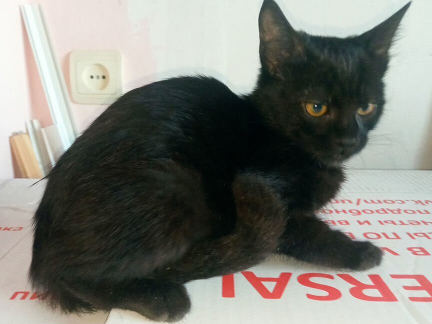 Кошечка- чернушка