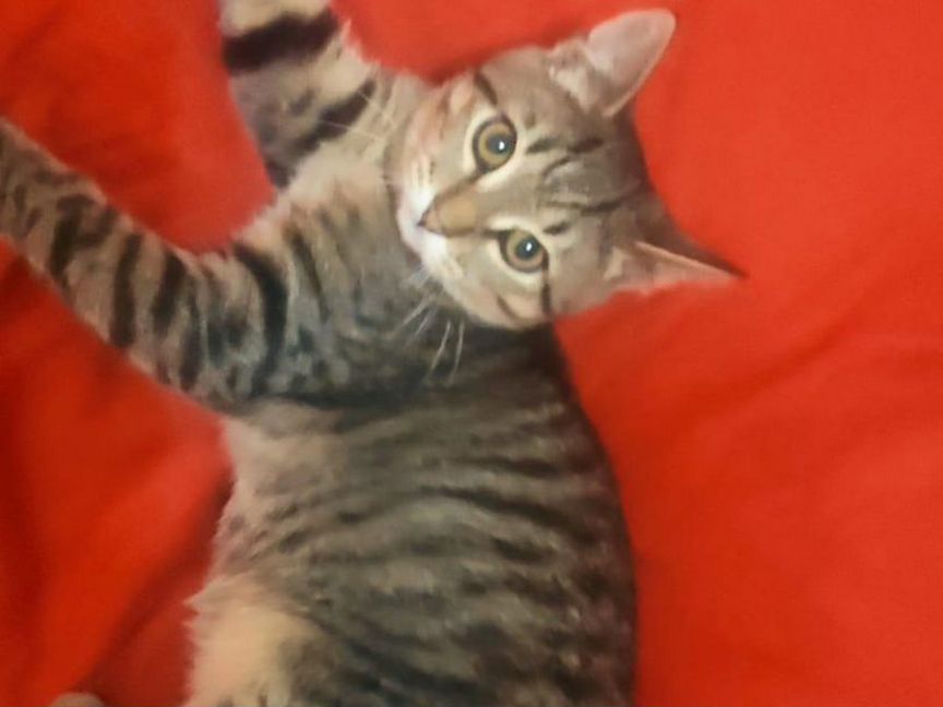 Котик - серый тигренок, услада для ласковых ручек