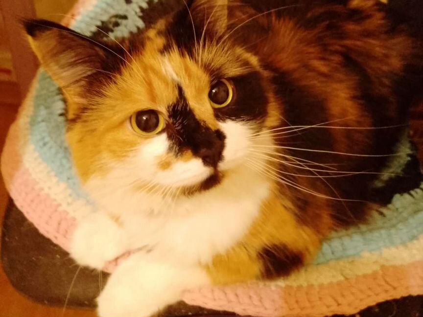 Трехцветная кошка