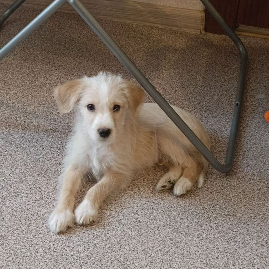 Щеночек малыш