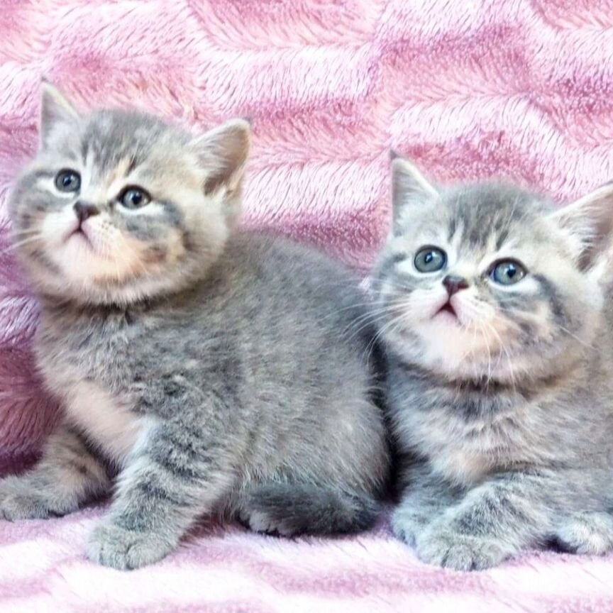 Очаровательные мишки) окрас табби