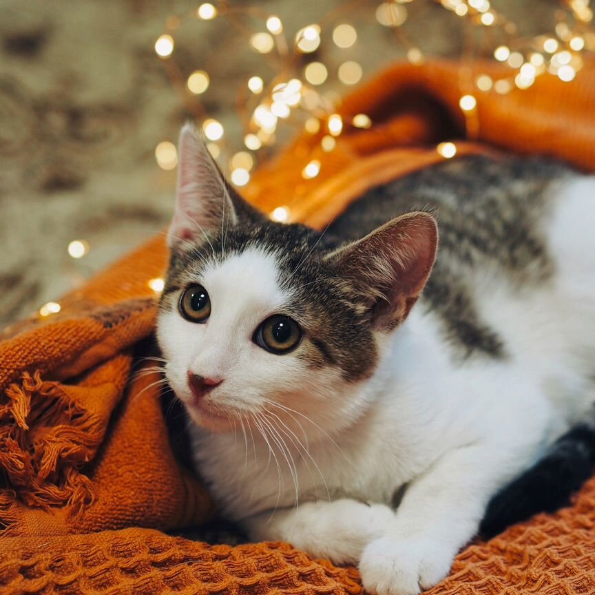 Красивый котенок