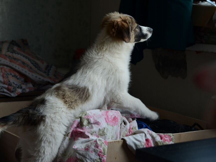 Щенок, смесь колли и малинуа