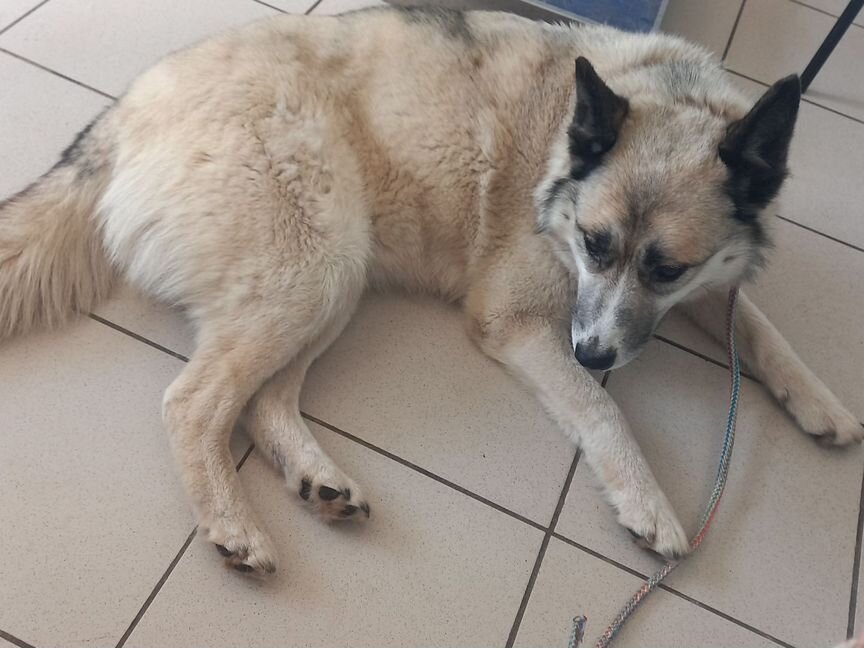 Метис маламута