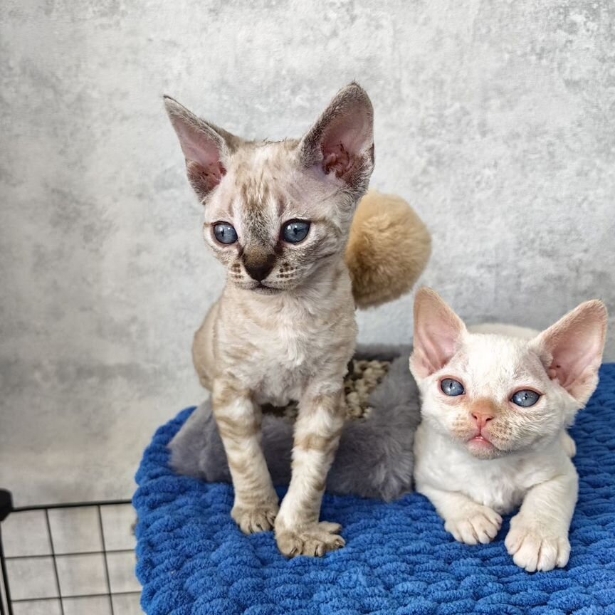 Кудряшки Девон рекс